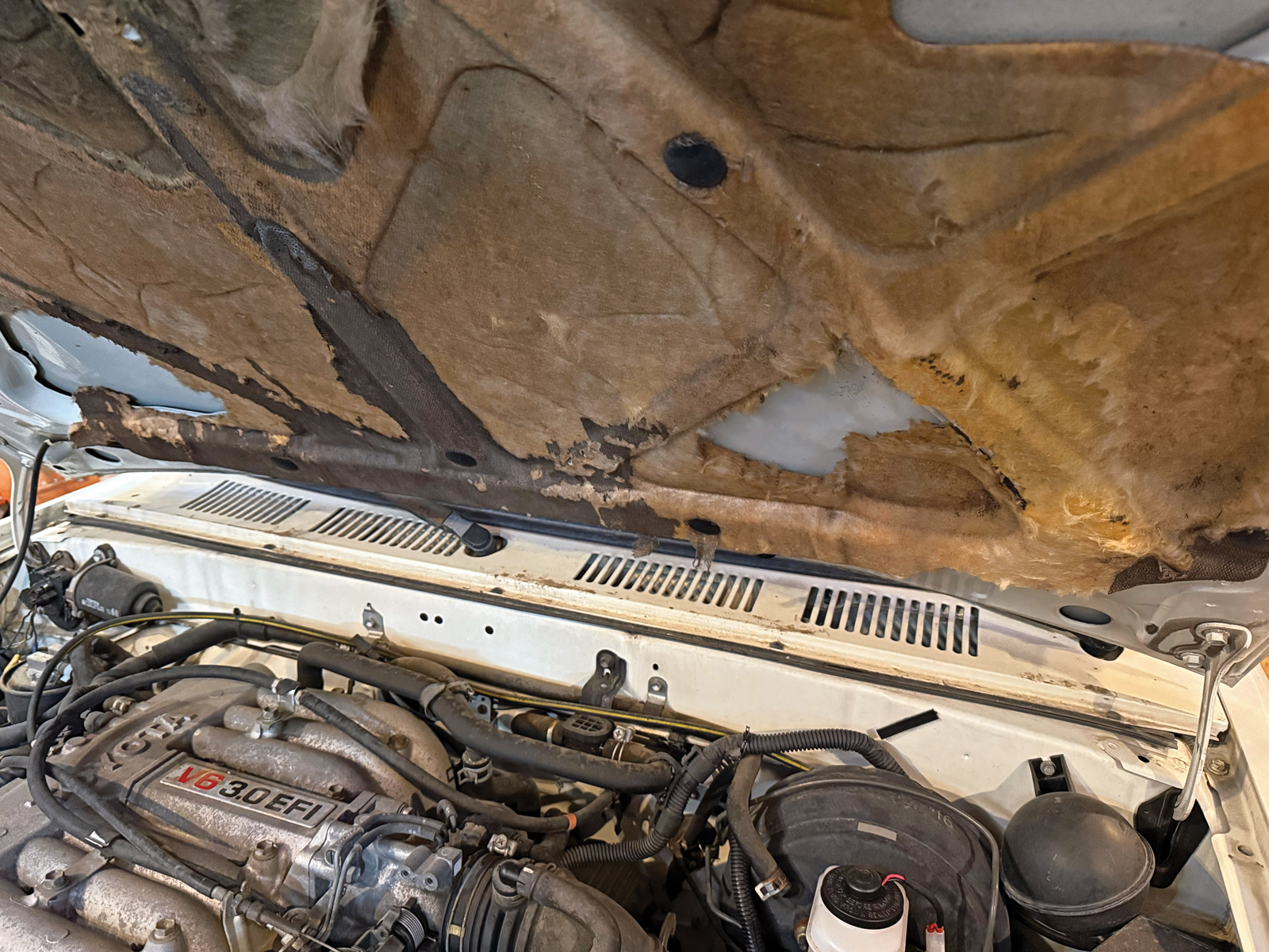 How to Get Rid of a Pack Rat - Grit